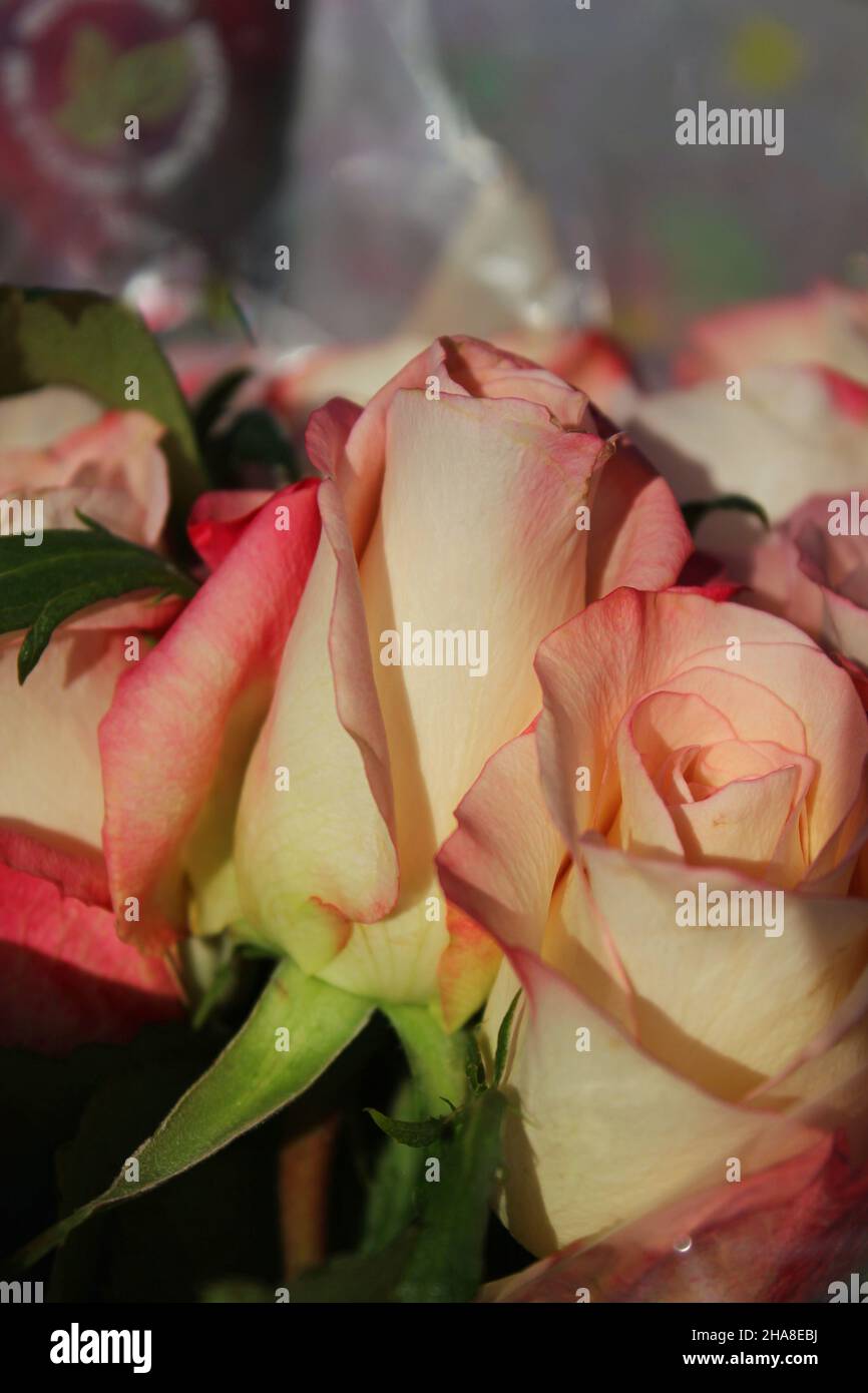 Roses basking in sun hi-res stock photography and images - Alamy