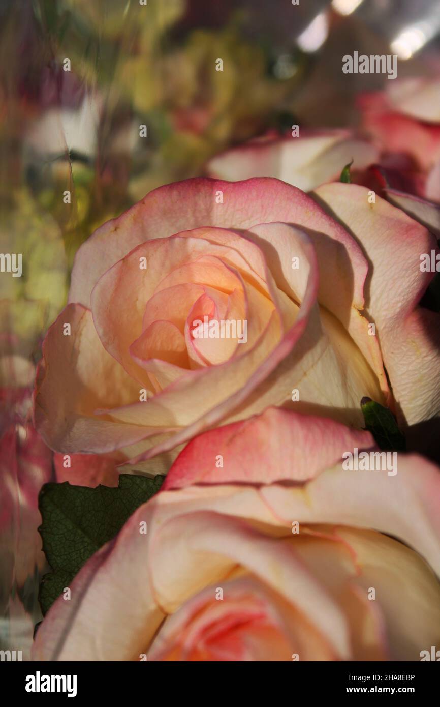 Gorgeous pink rose basking in the bright sun Stock Photo - Alamy