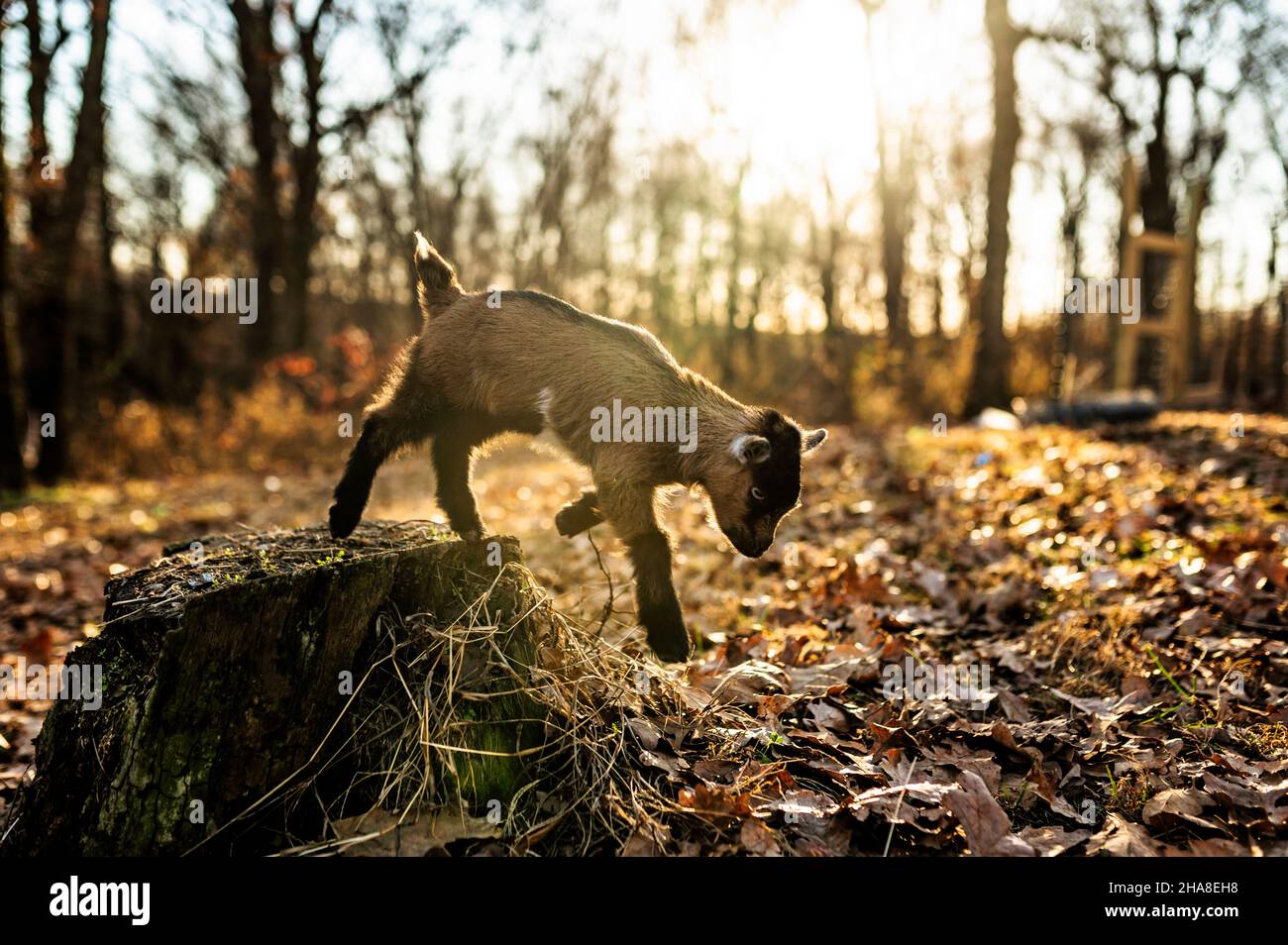 Baby goat leaping off tree stump Stock Photo - Alamy