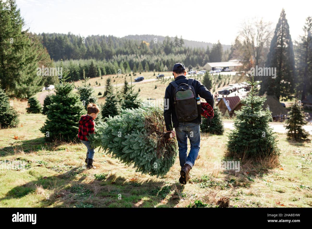 Father and Son carrying freshly cut christmas Tree Stock Photo - Alamy