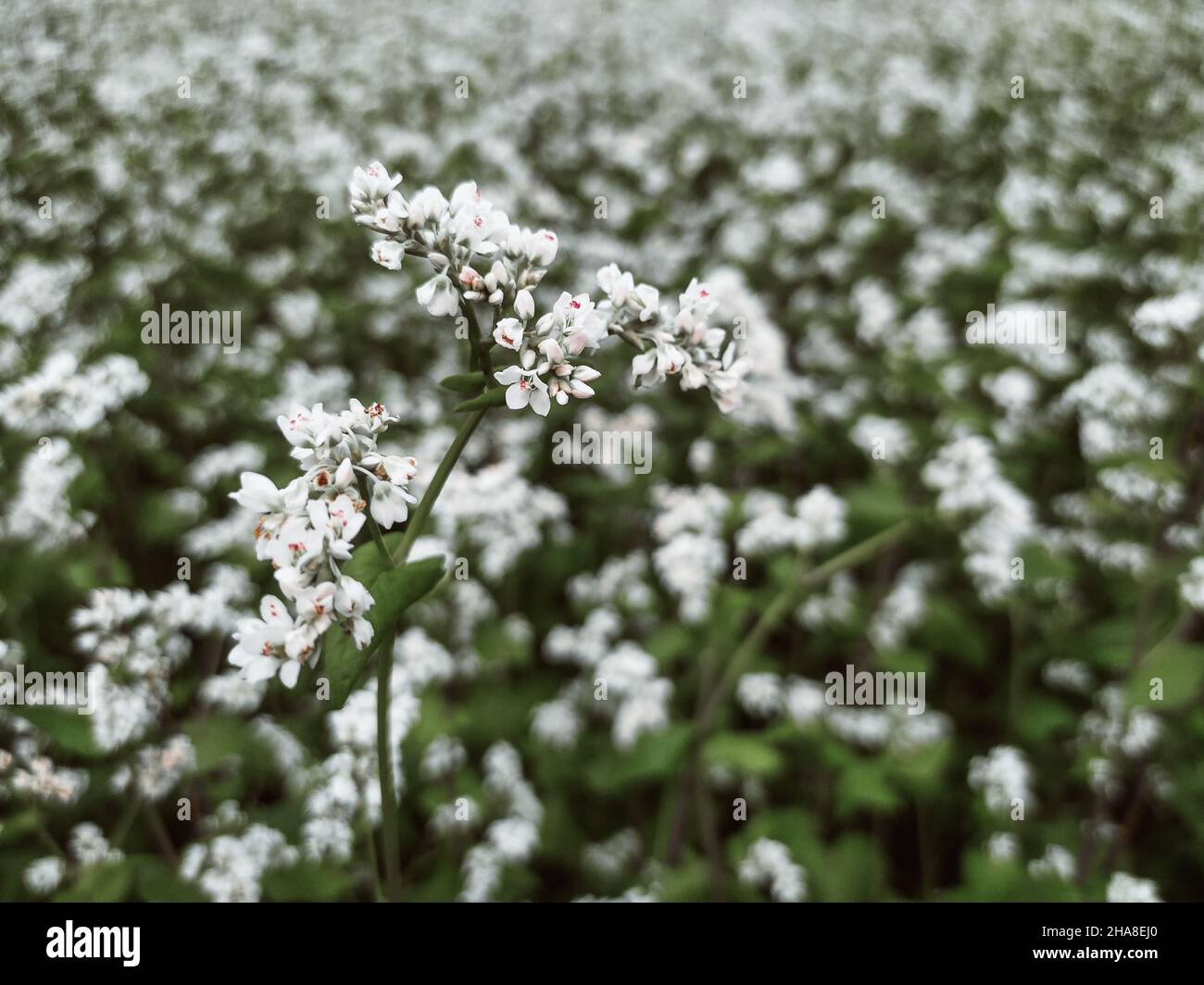 Buckwheat flowers hi-res stock photography and images - Alamy