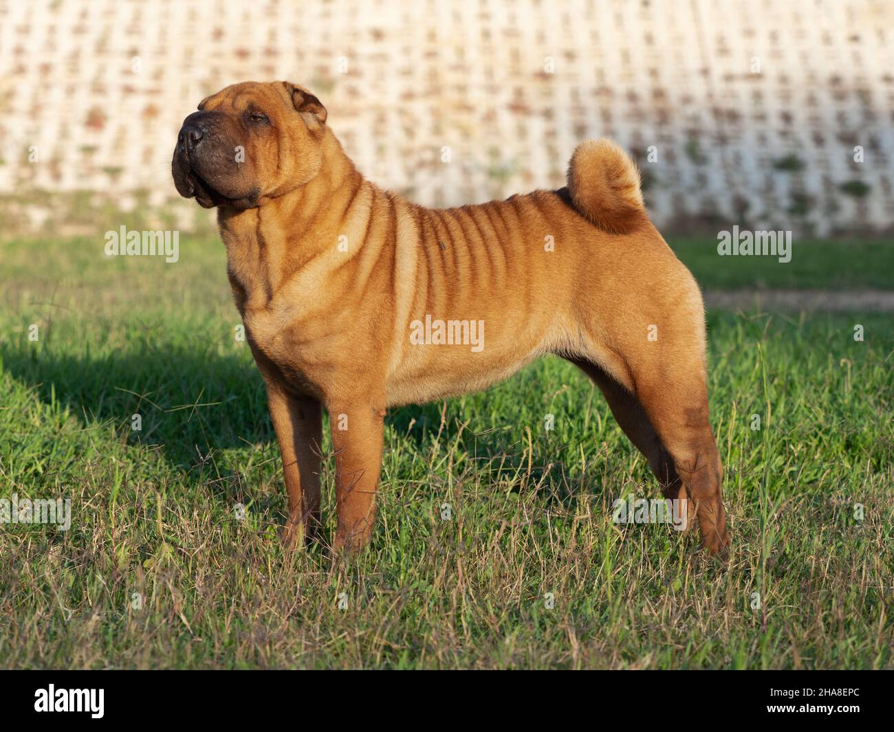 Chinese fighting dog hi-res stock photography and images - Alamy