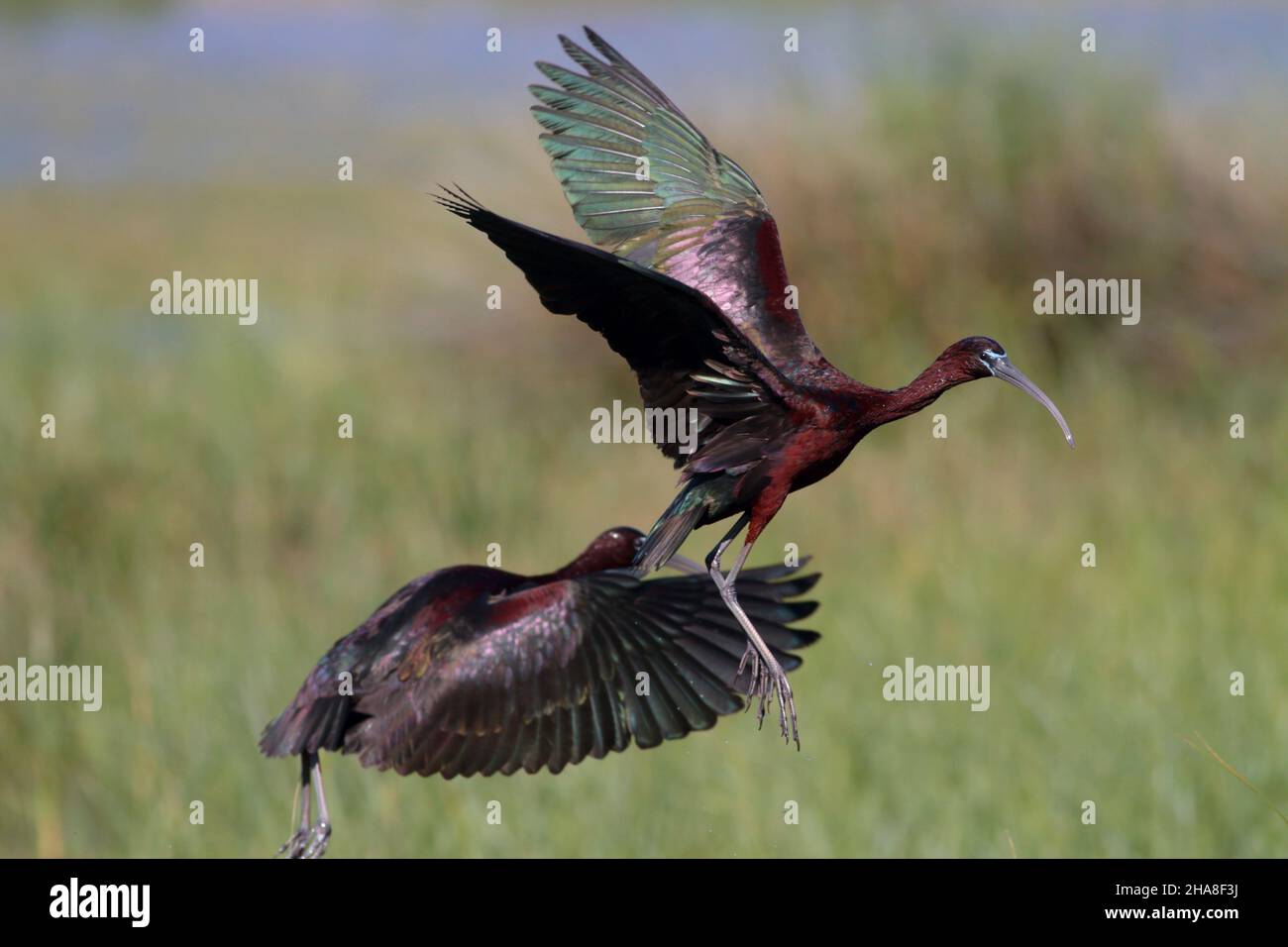 Adult Gossy Ibis High Resolution Stock Photography and Images - Alamy