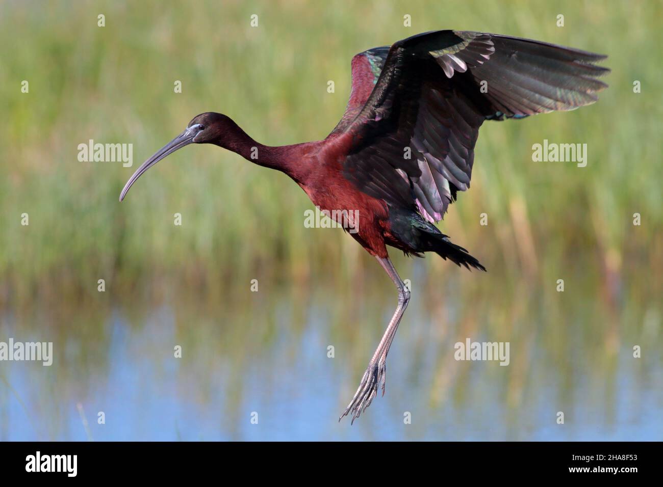Adult glossy ibis in breeding plumage hi-res stock photography and ...
