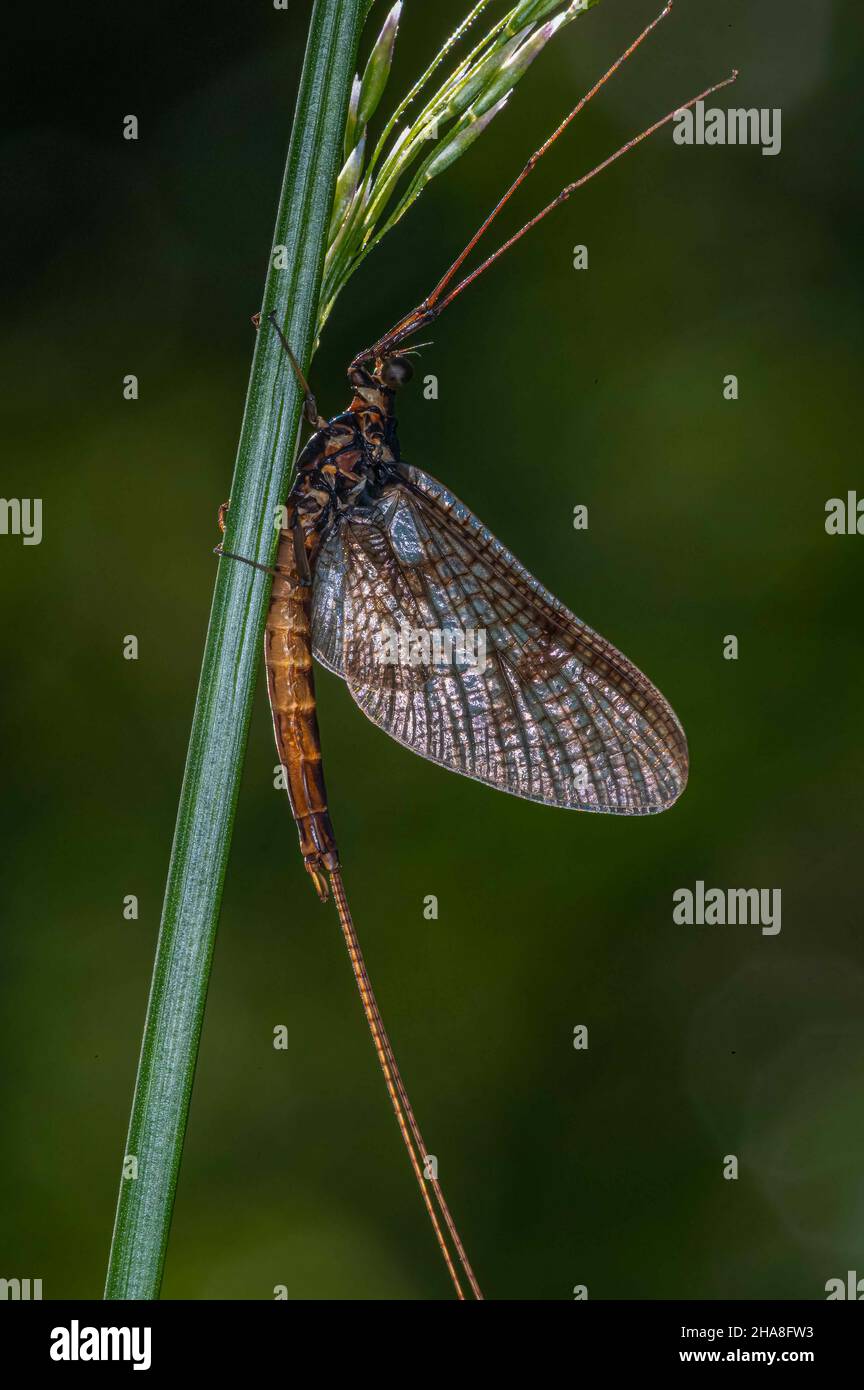 Mayfly leaf hi-res stock photography and images - Alamy