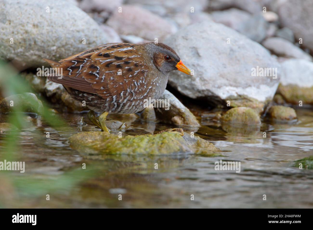An adult Spotted Crake (Porzana porzana) on spring migration on the ...