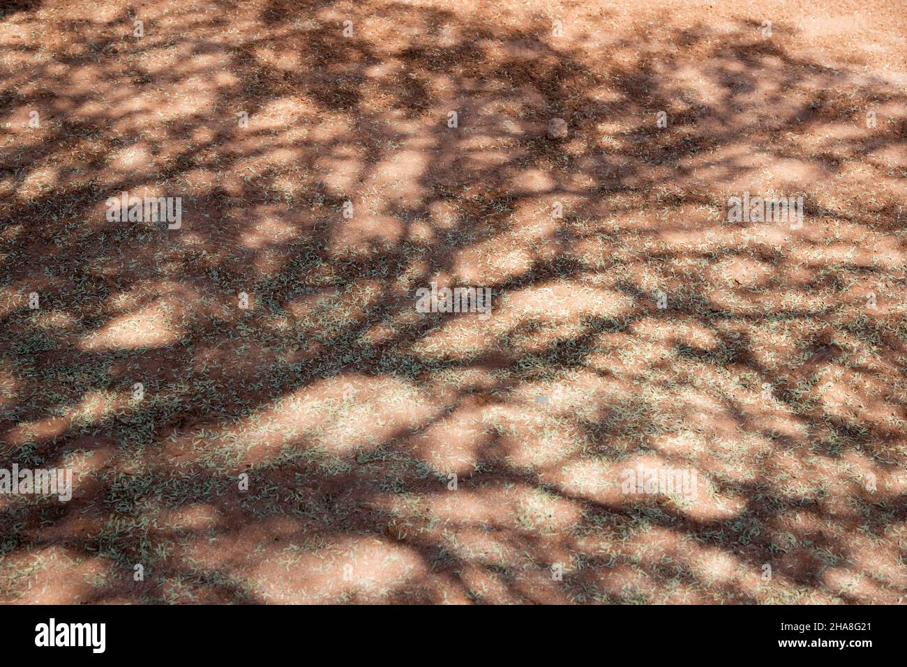 Beautiful shadow of a tree with many branches and leaves. Sandy ground ...