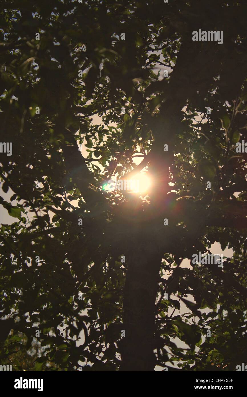 The bright sun shining thru the thick trees Stock Photo - Alamy