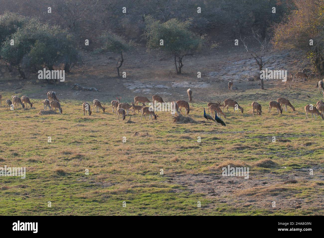Chital running hi-res stock photography and images - Alamy
