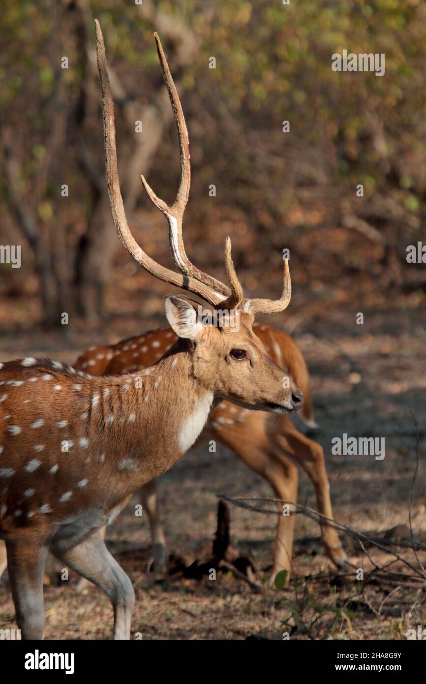 Chital running hi-res stock photography and images - Alamy