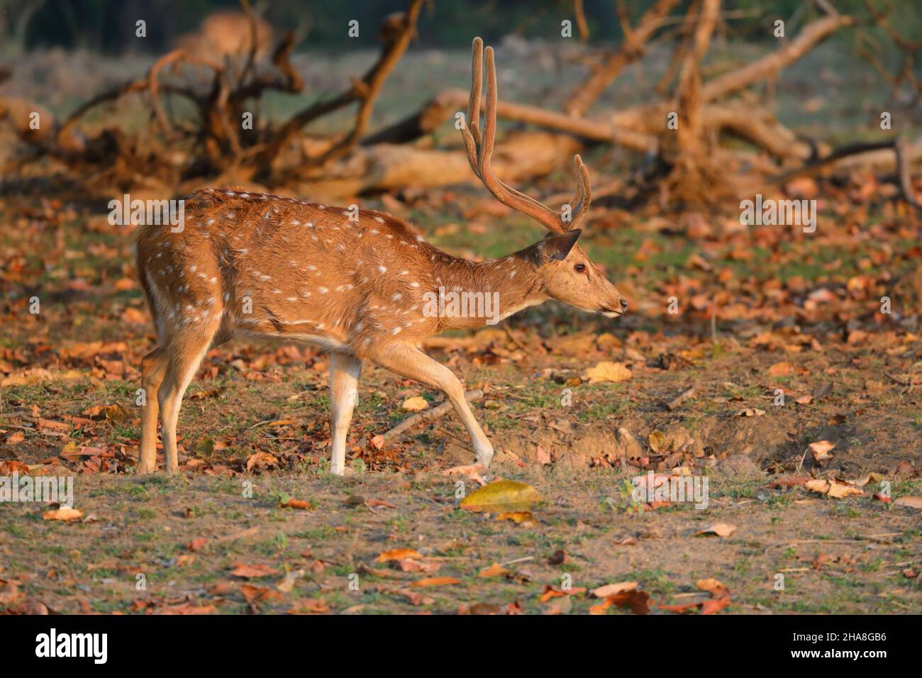 A Chital or Spotted Deer stag (Axis axis) in Kanha National Park ...