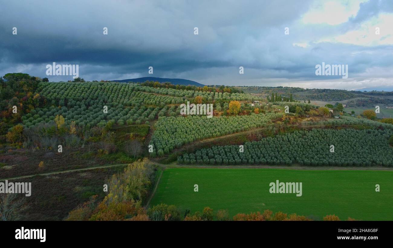 Olive tree fields in Tuscany aerial view Stock Photo - Alamy