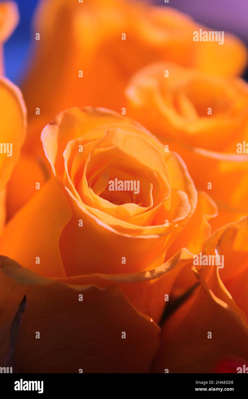 Orange roses and flowers in full bloom on a beautiful sunny day Stock ...