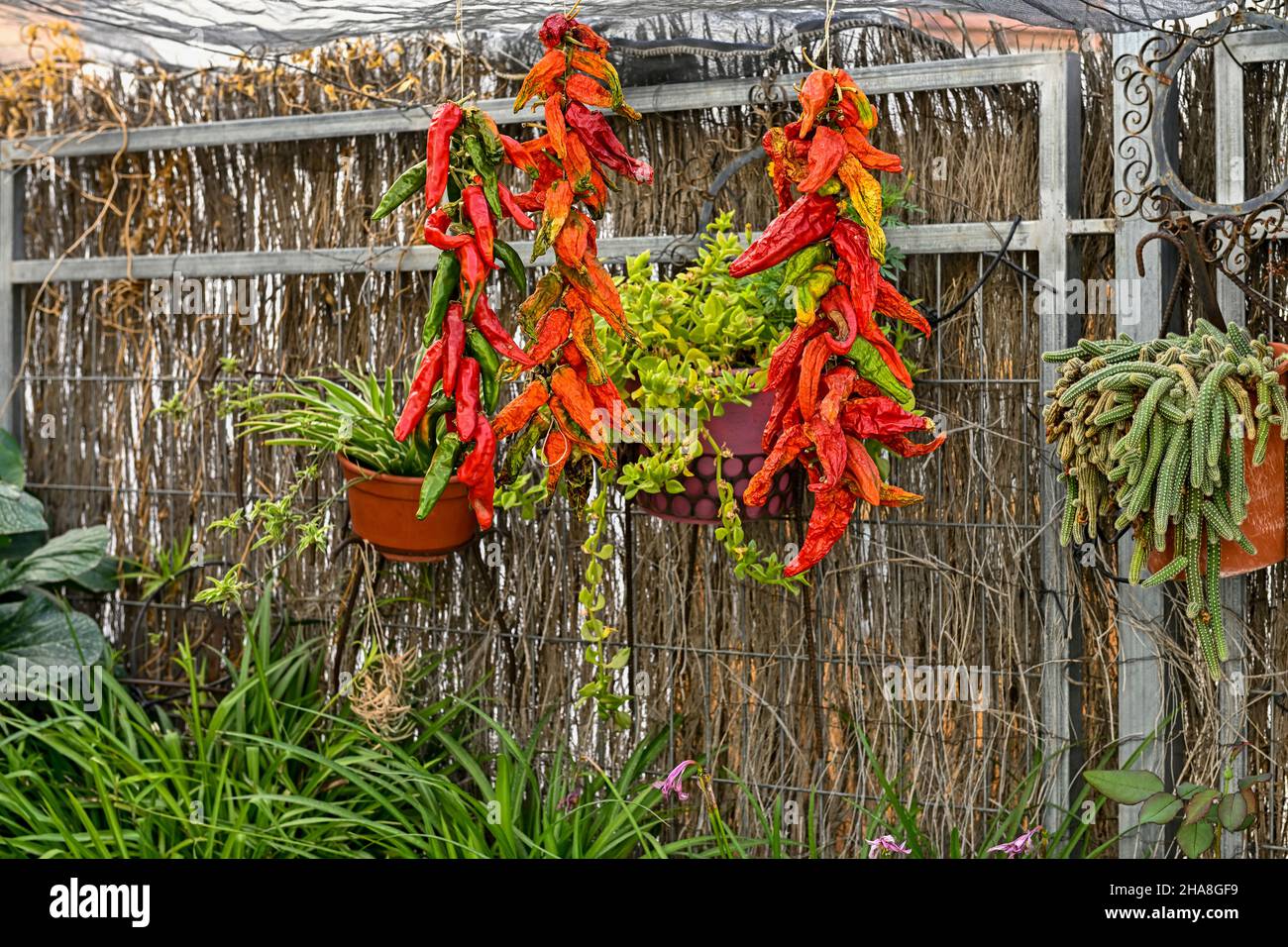 String of red peppers, drying in the sun Stock Photo - Alamy