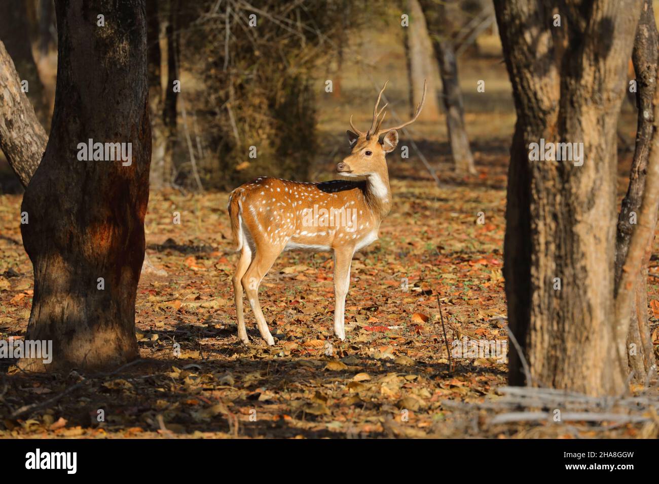 Indian fawns hi-res stock photography and images - Alamy