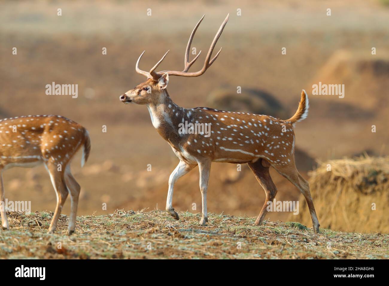 A Chital or Spotted Deer stag (Axis axis) in Tadoba-Andhari tiger ...