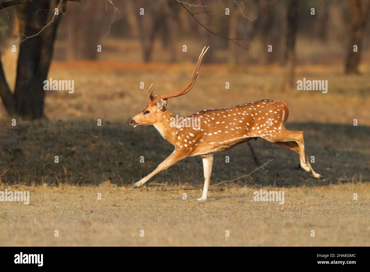 Chital running hi-res stock photography and images - Alamy