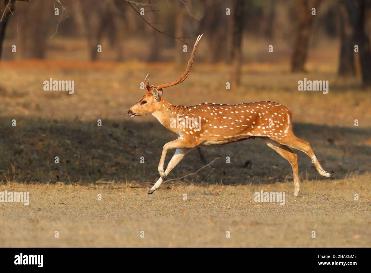 Chital Deer Stag