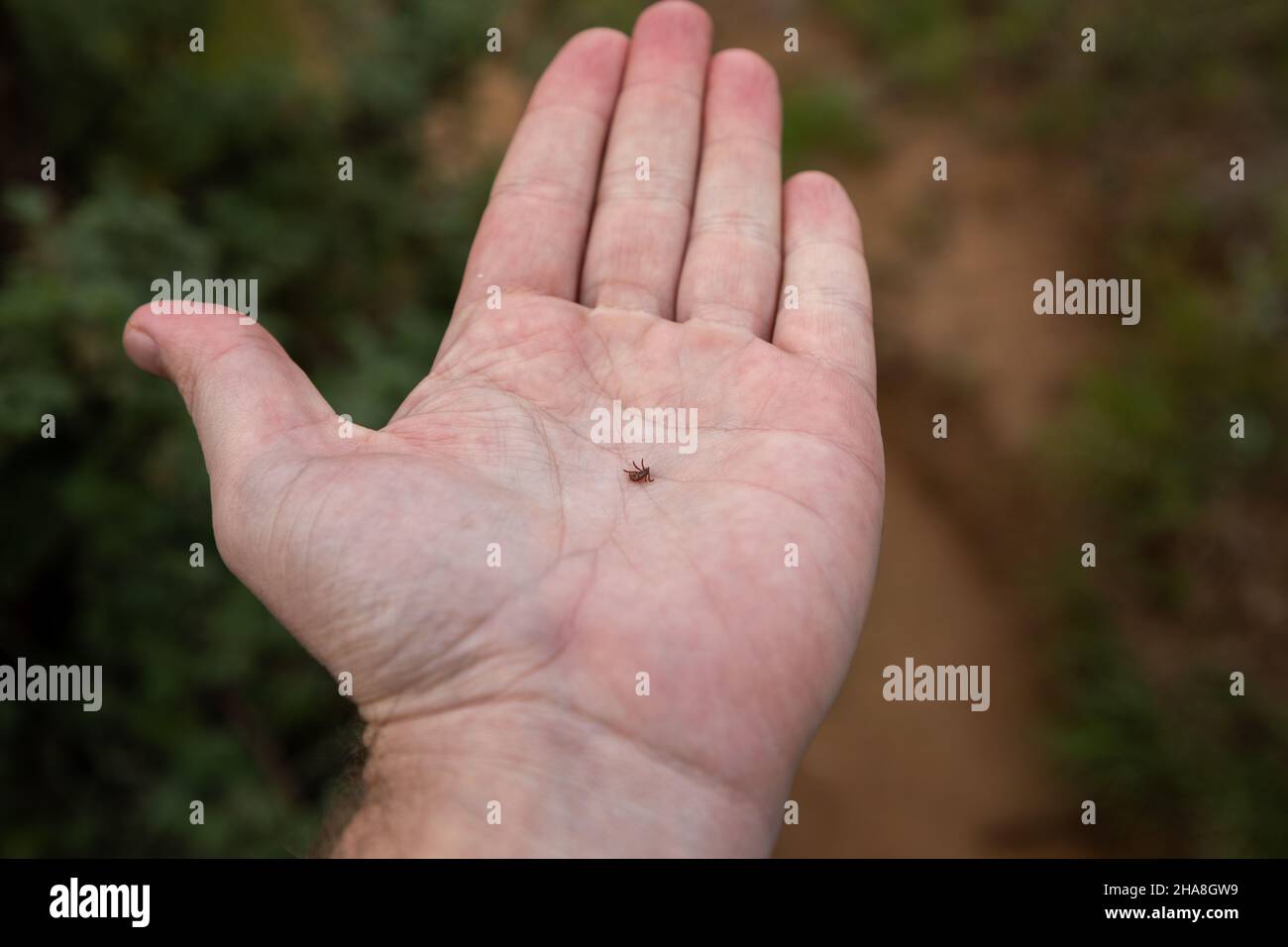 Small tick in the palm of an caucasian hand Stock Photo - Alamy