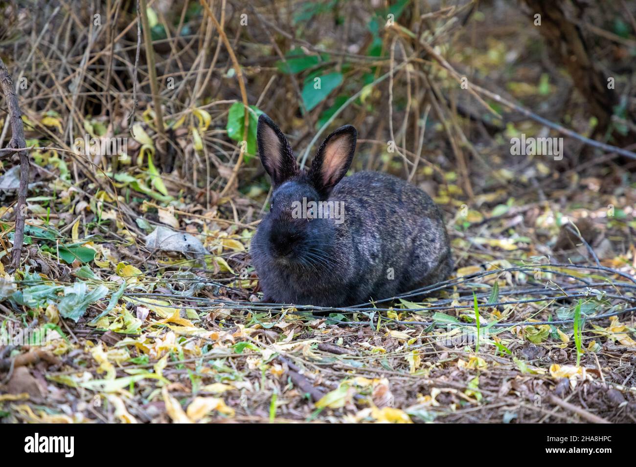 Grey rabbit in the woods Stock Photo - Alamy