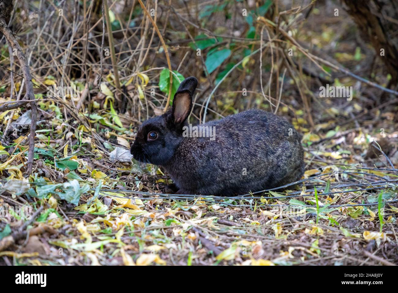 Grey rabbit in the woods Stock Photo - Alamy