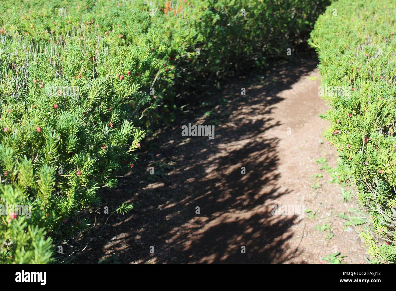 Lush green evergreen tree branch growing in the sunny meadow Stock ...
