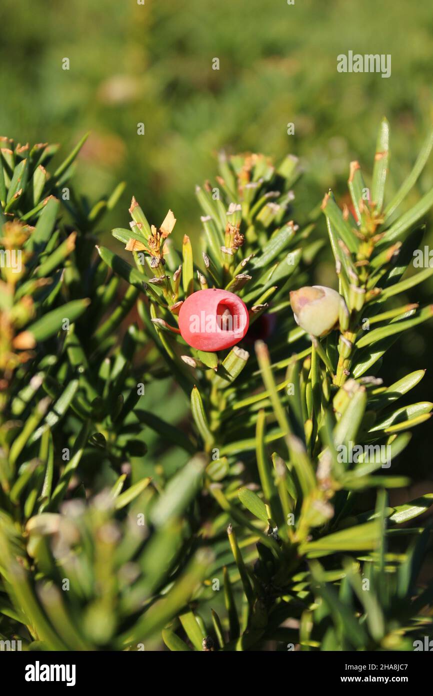 Lush green evergreen tree branch growing in the sunny meadow Stock ...