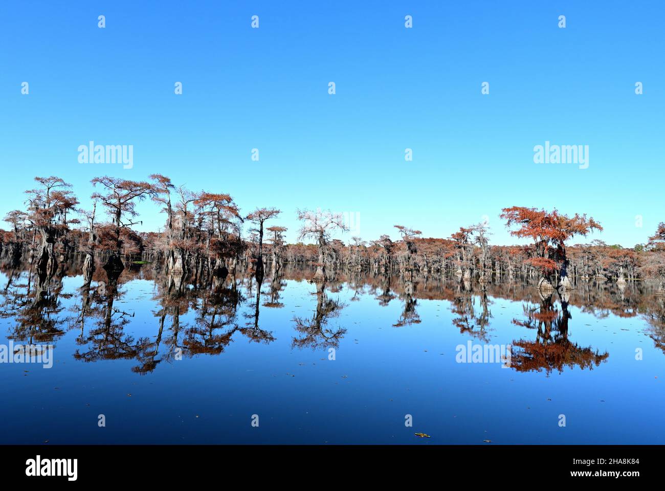 Cypress trees and spanish moss hi-res stock photography and images - Alamy
