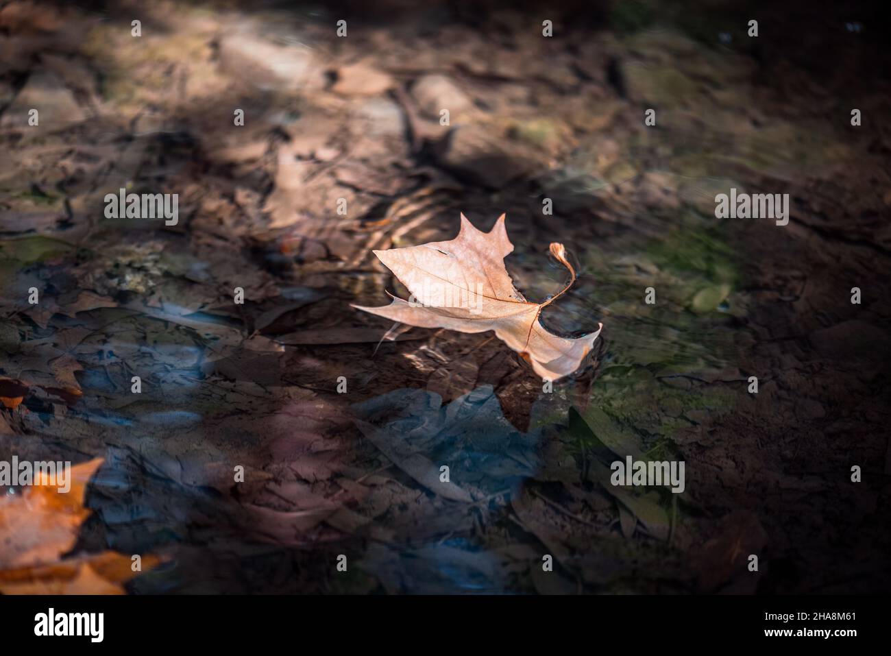 Hoja flotando hi-res stock photography and images - Alamy