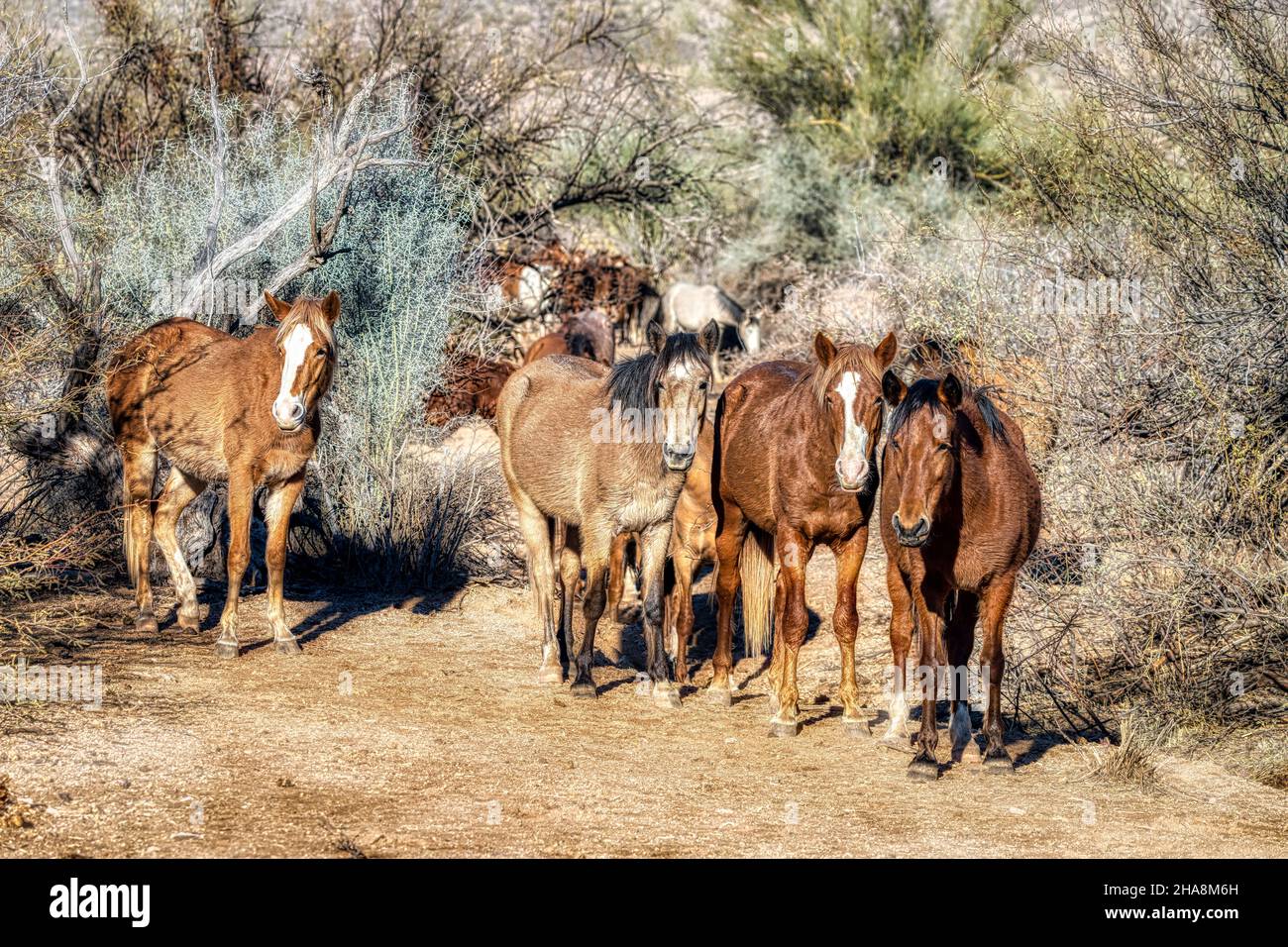 Salt River Wild Horses in Tonto National Forest near Phoenix, Arizona ...
