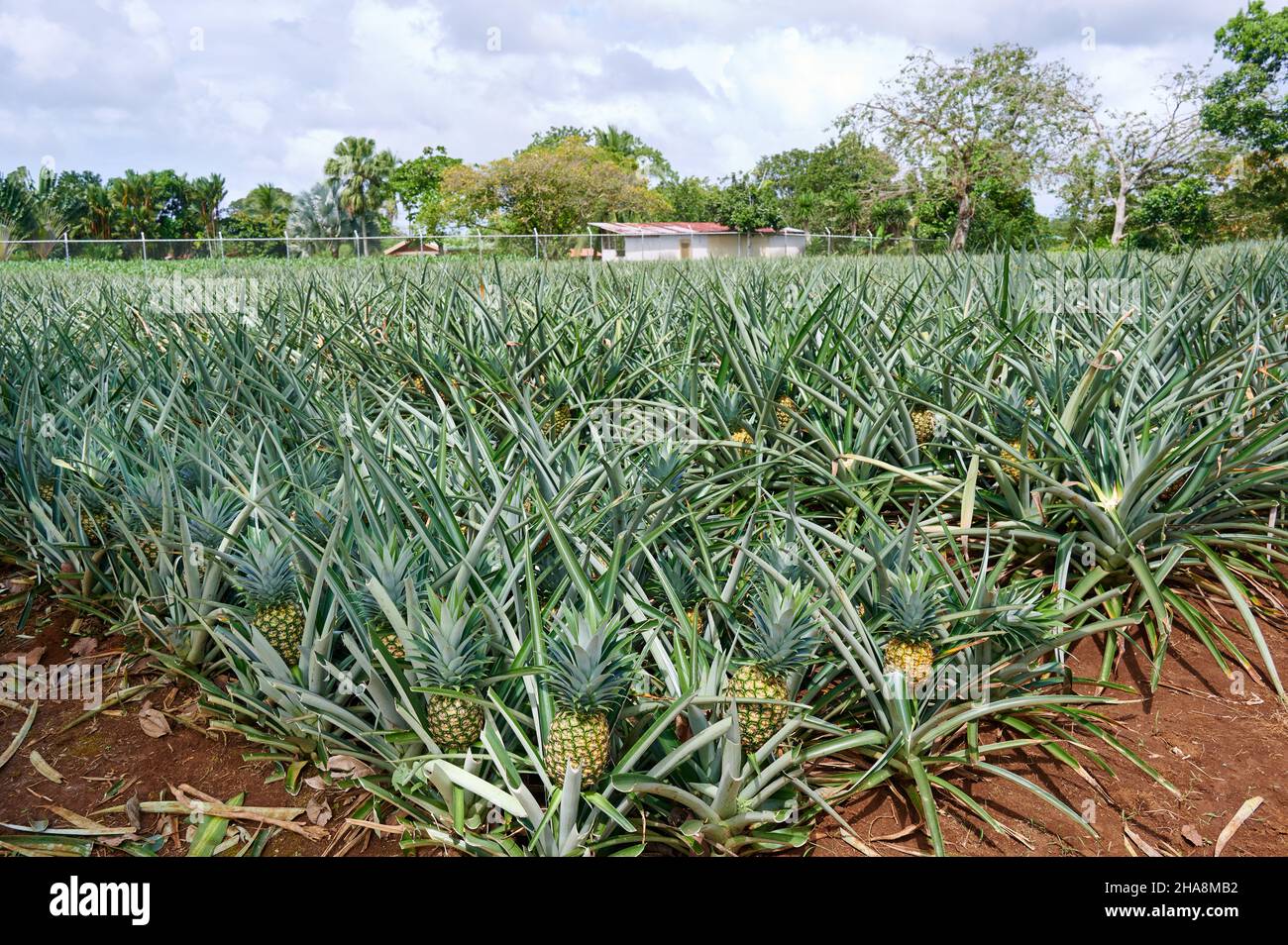 pineapple cultivation near Pital, Costa Rica, Central America Stock ...