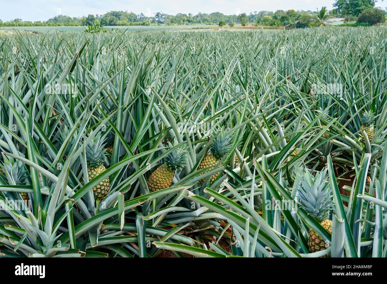 pineapple cultivation near Pital, Costa Rica, Central America Stock ...