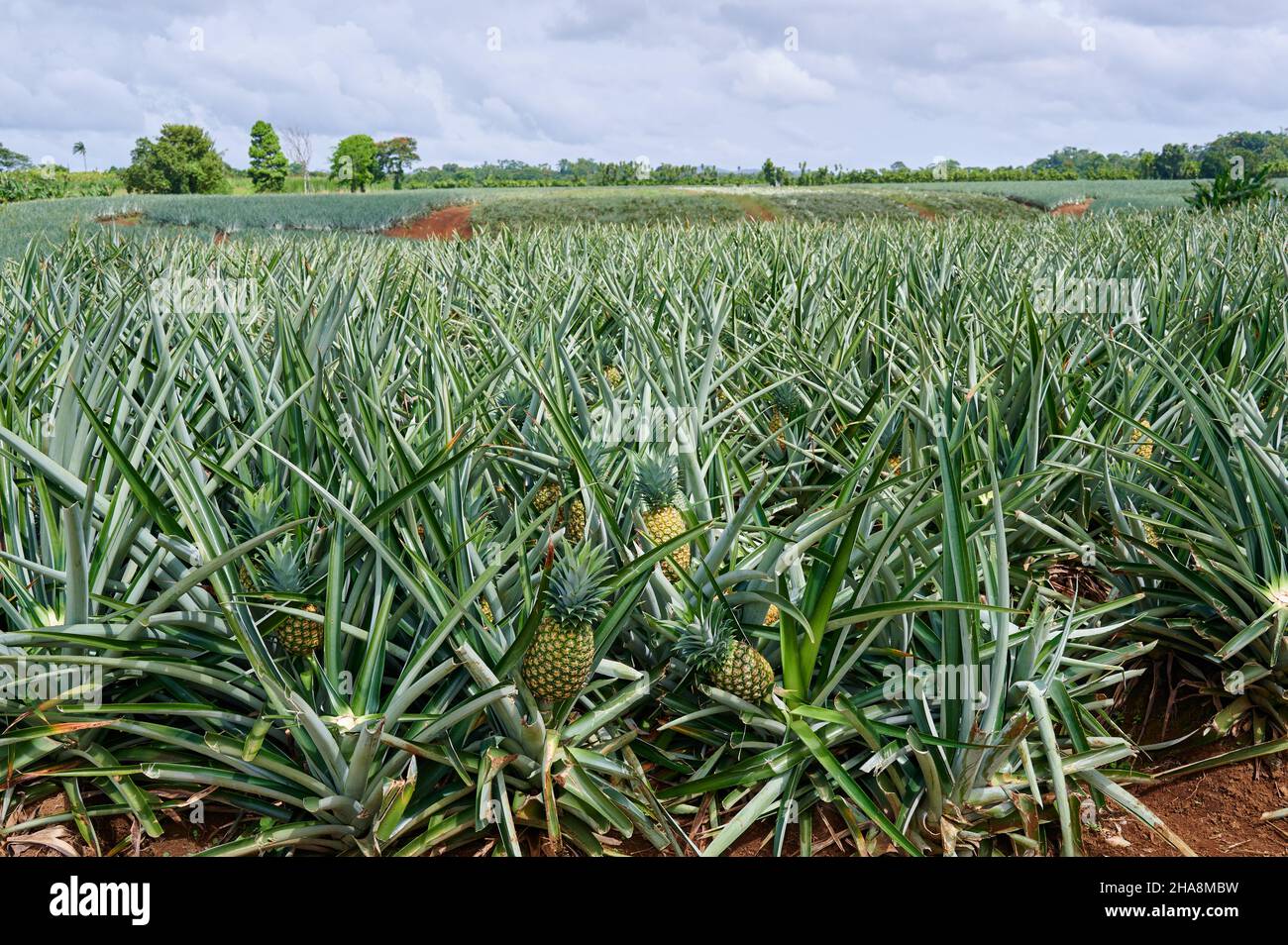 pineapple cultivation near Pital, Costa Rica, Central America Stock ...
