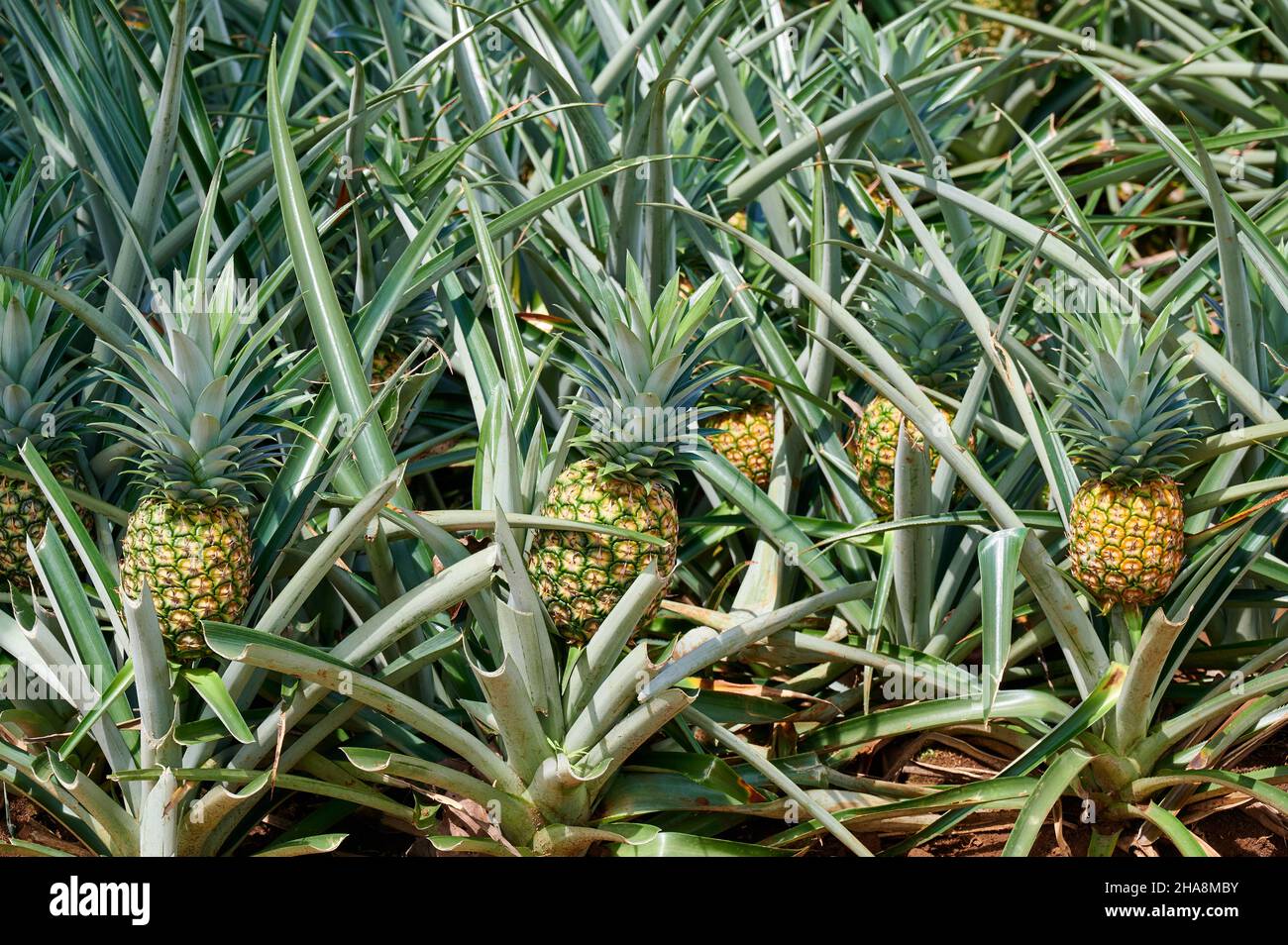pineapple cultivation near Pital, Costa Rica, Central America Stock ...