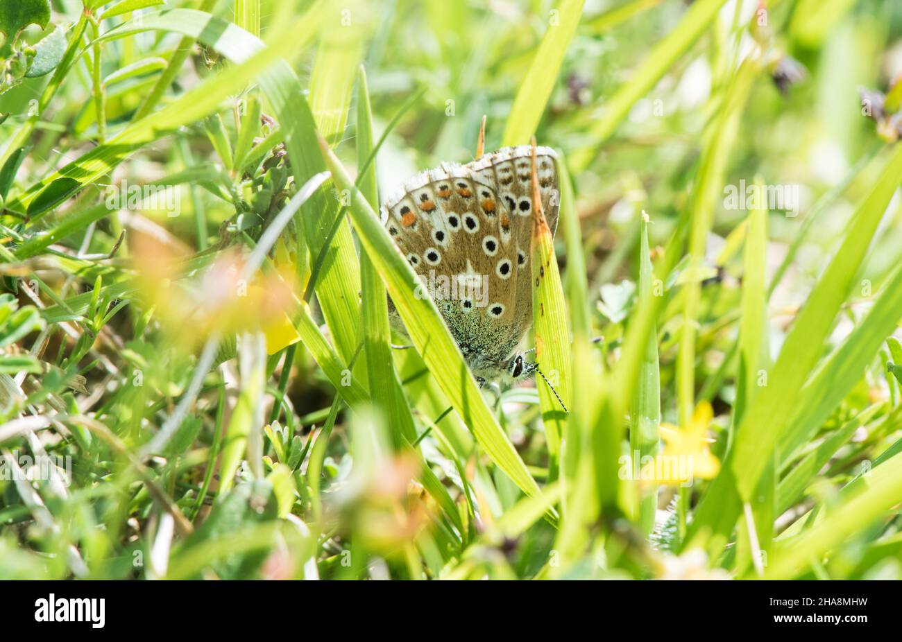 Female Adonis Blue (Polyommatus bellargus) resting amongst grass stems ...