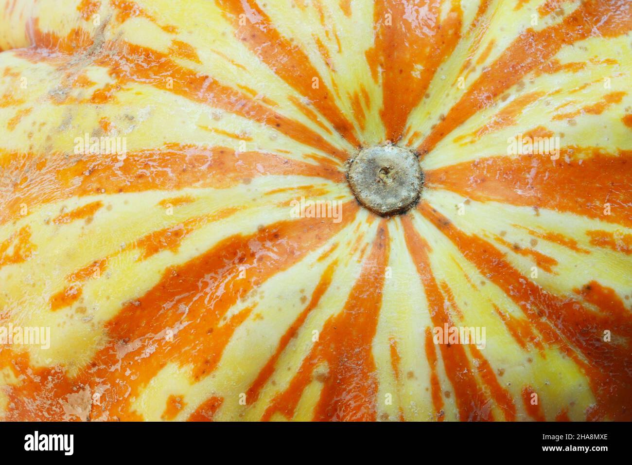 Top view of a sweet dumpling squash's bottom Stock Photo - Alamy