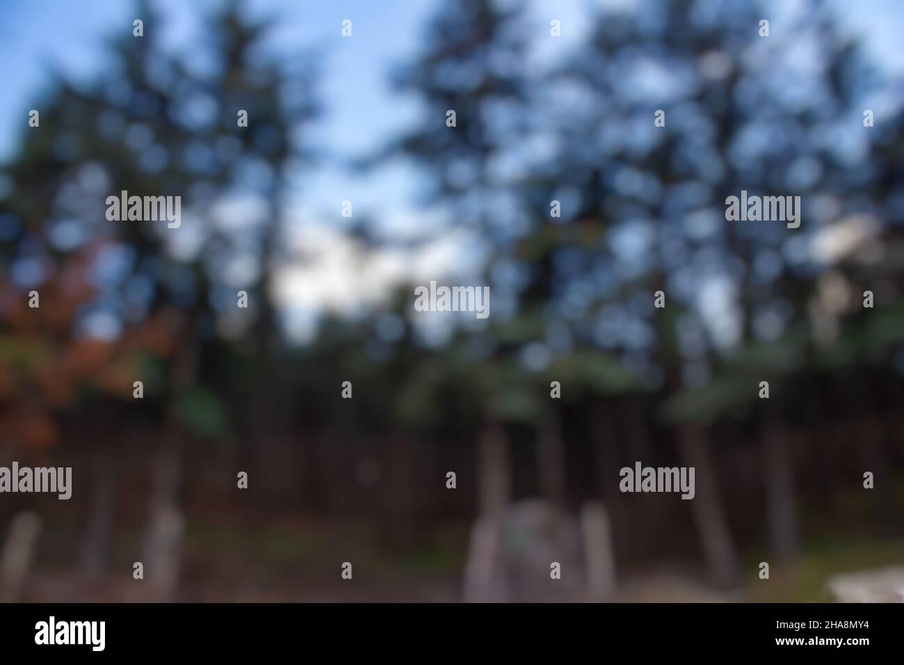 Blurry forest, fuzzy pine trees forest background photo Stock Photo - Alamy