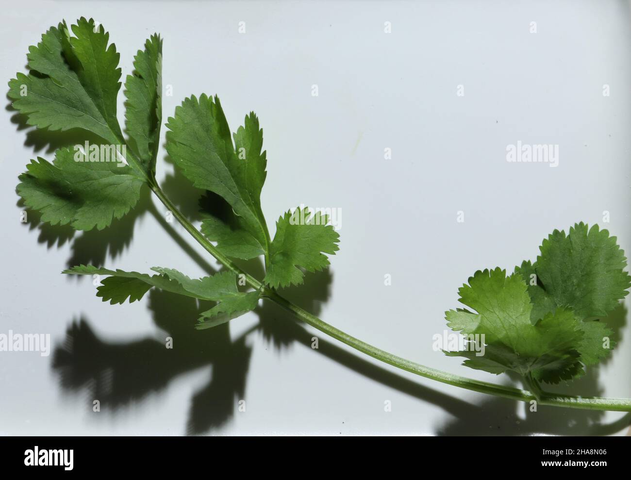 Top view of cilantro sprig isolated on the white background Stock Photo ...