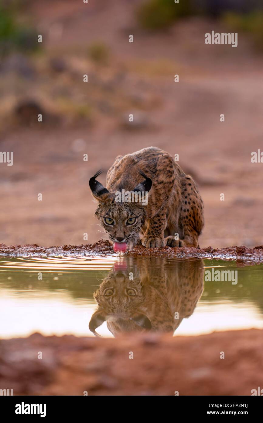 Iberian lynx drinking water, Lynx pardinus, wild cat endemic to Iberian ...