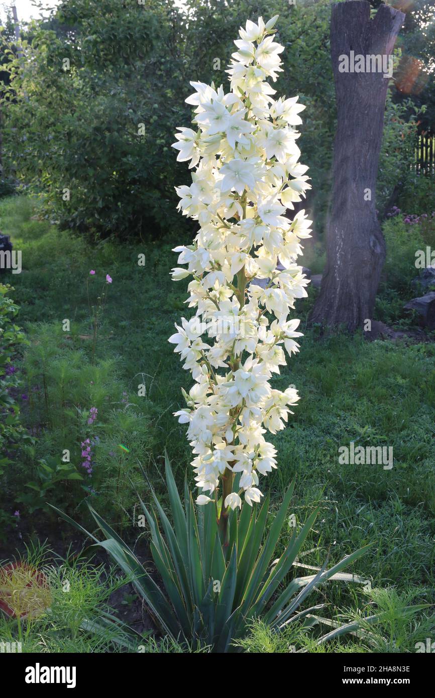 Yucca bloom hi-res stock photography and images - Alamy