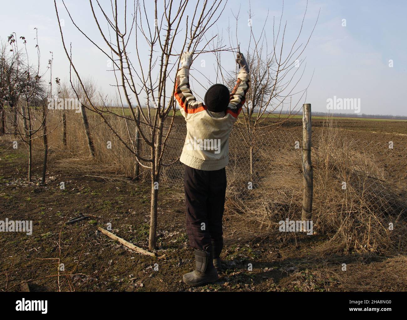 Spring pruning of trees with pruning shears. Woman pruning tree ...