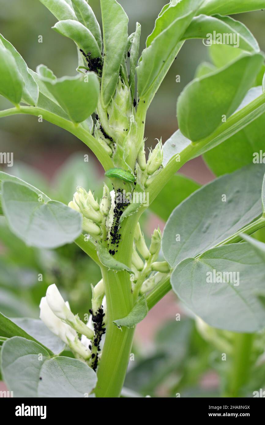 The black bean aphids, Aphis fabae, on faba bean plants and their ...