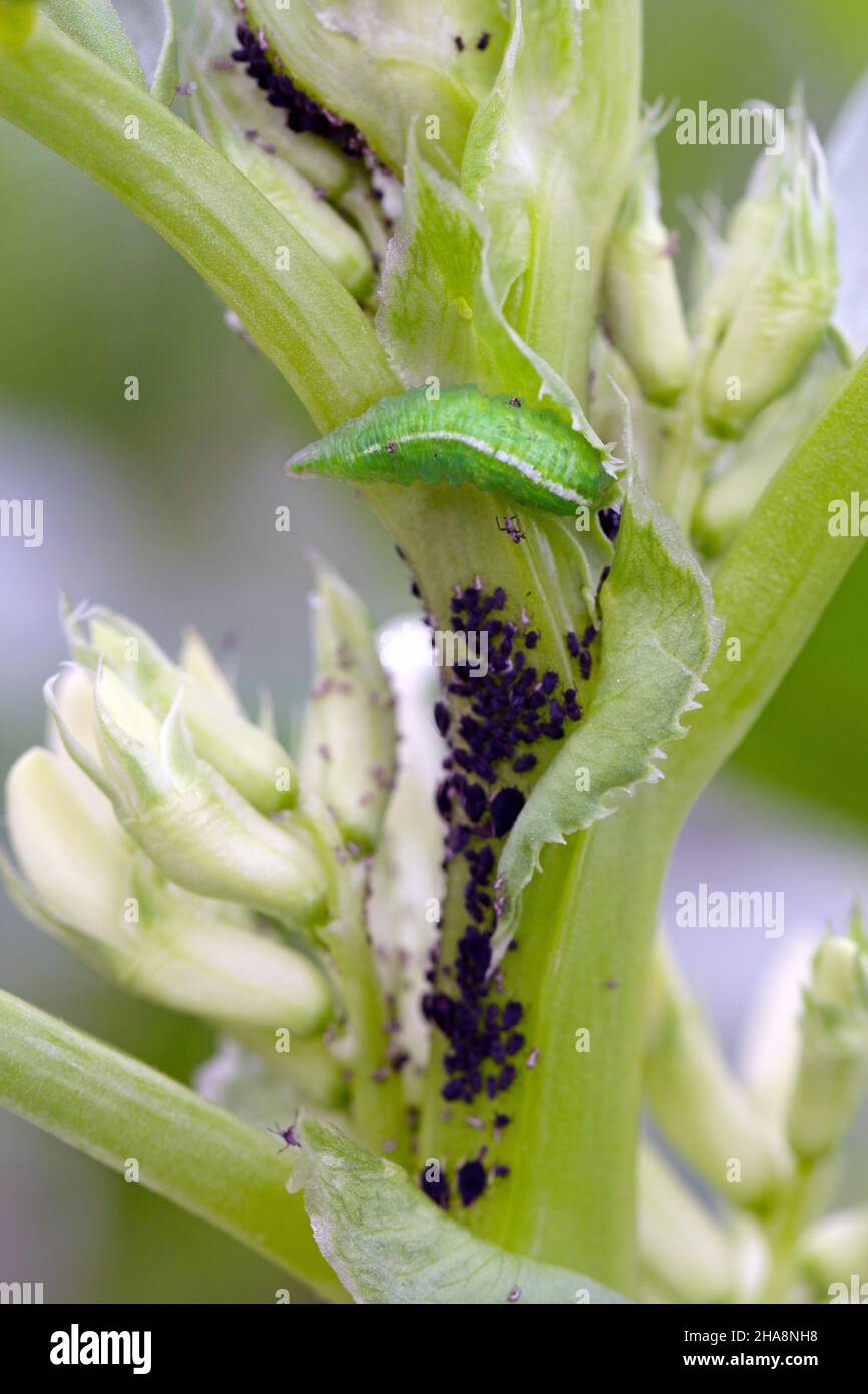 The black bean aphids, Aphis fabae, on faba bean plants and their ...