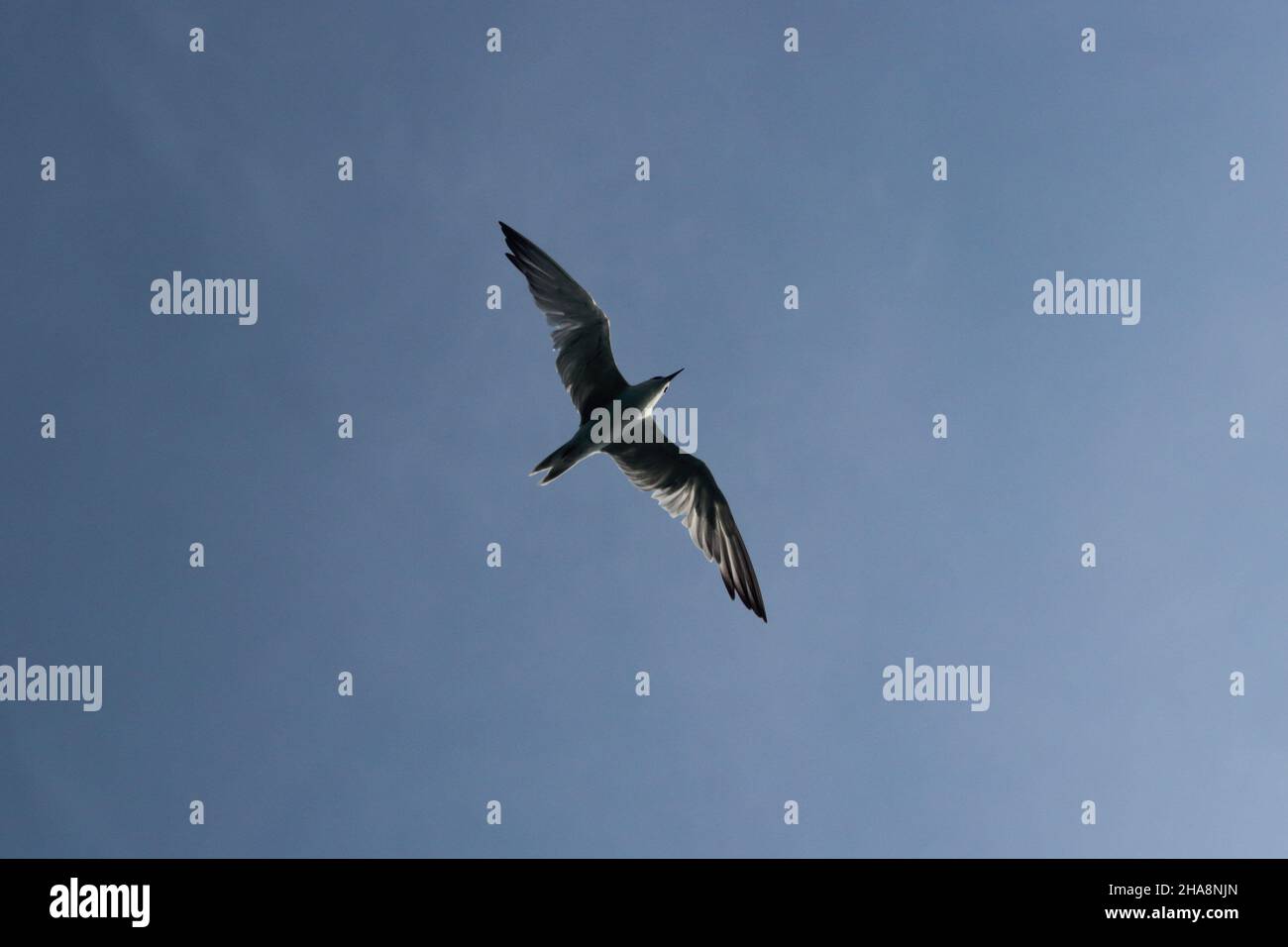 Seagull flying in pier hi-res stock photography and images - Alamy