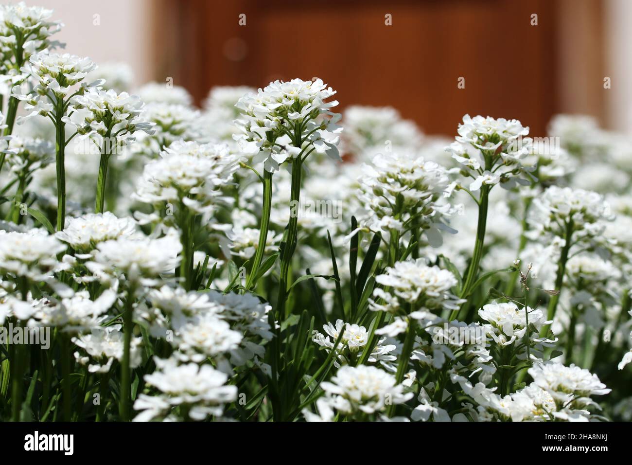 White flower Iberis. Candytuft (Iberis amara - Iberis sempervirens ...