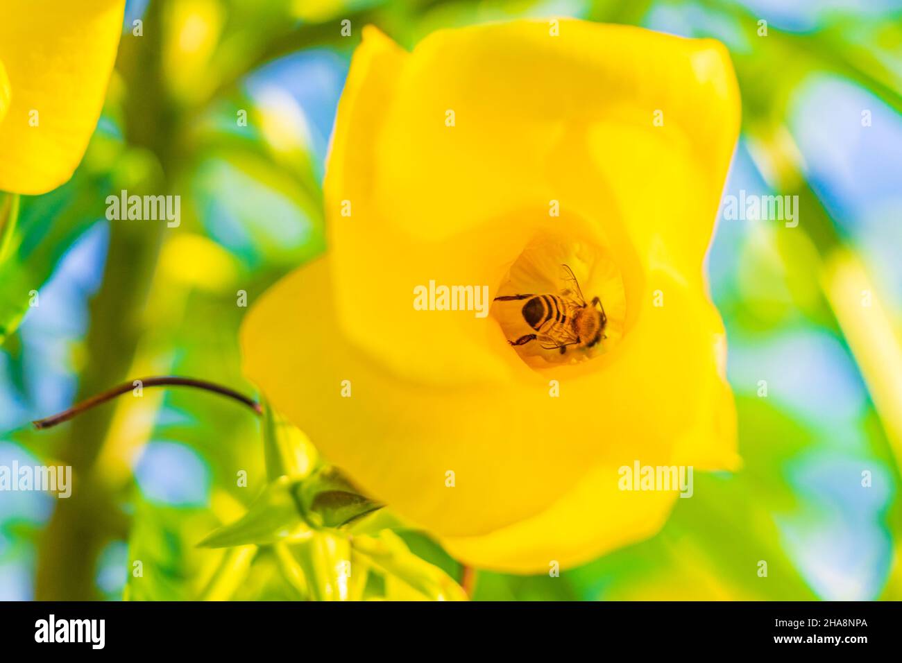 Honey bees fly and climb into the yellow Oleander flower on tree with ...