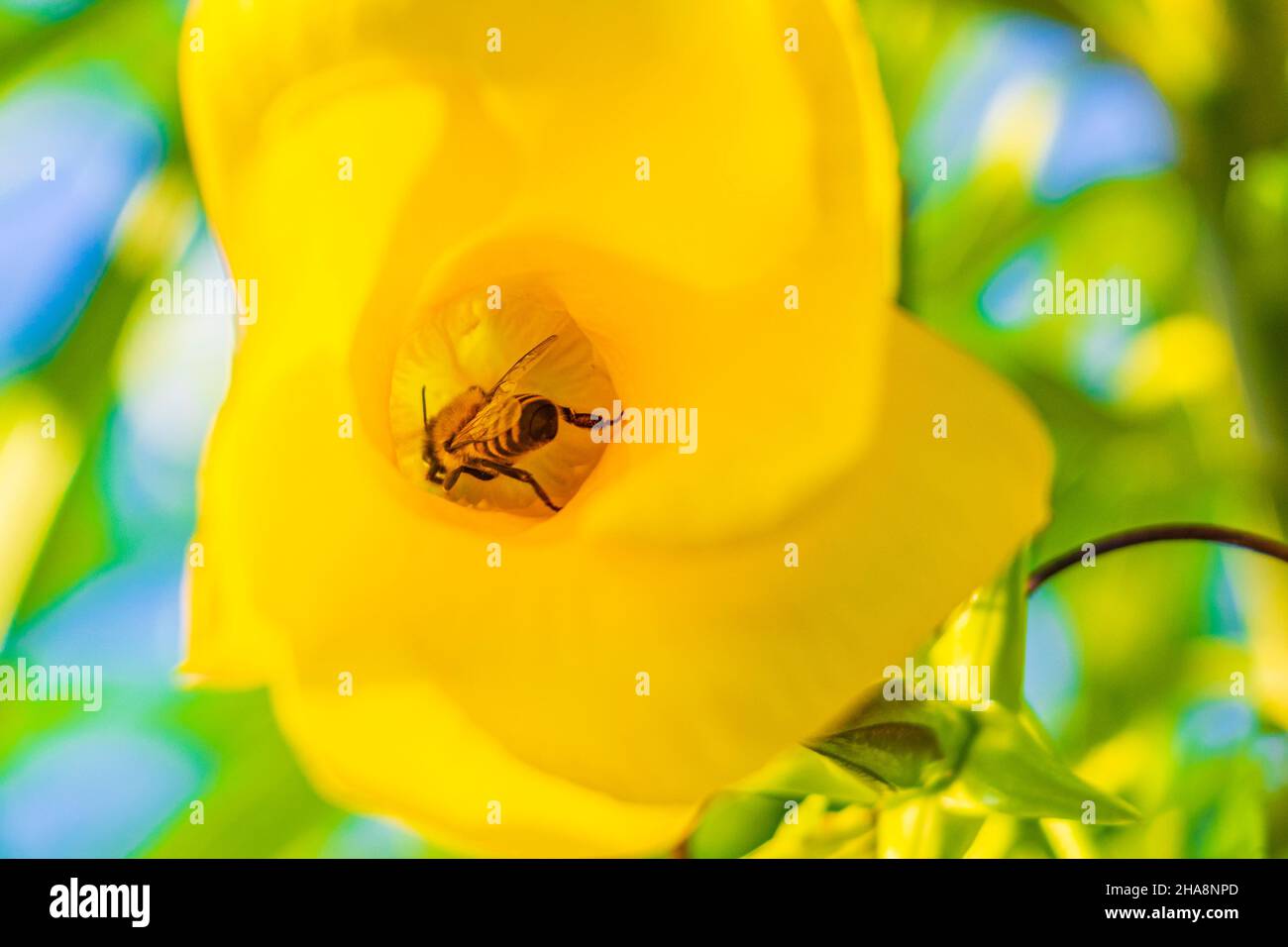 Honey bees fly and climb into the yellow Oleander flower on tree with ...
