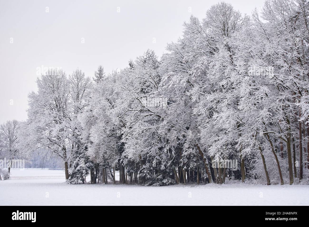 Beautiful Winter landscape, Trees and field covered with snow Stock ...