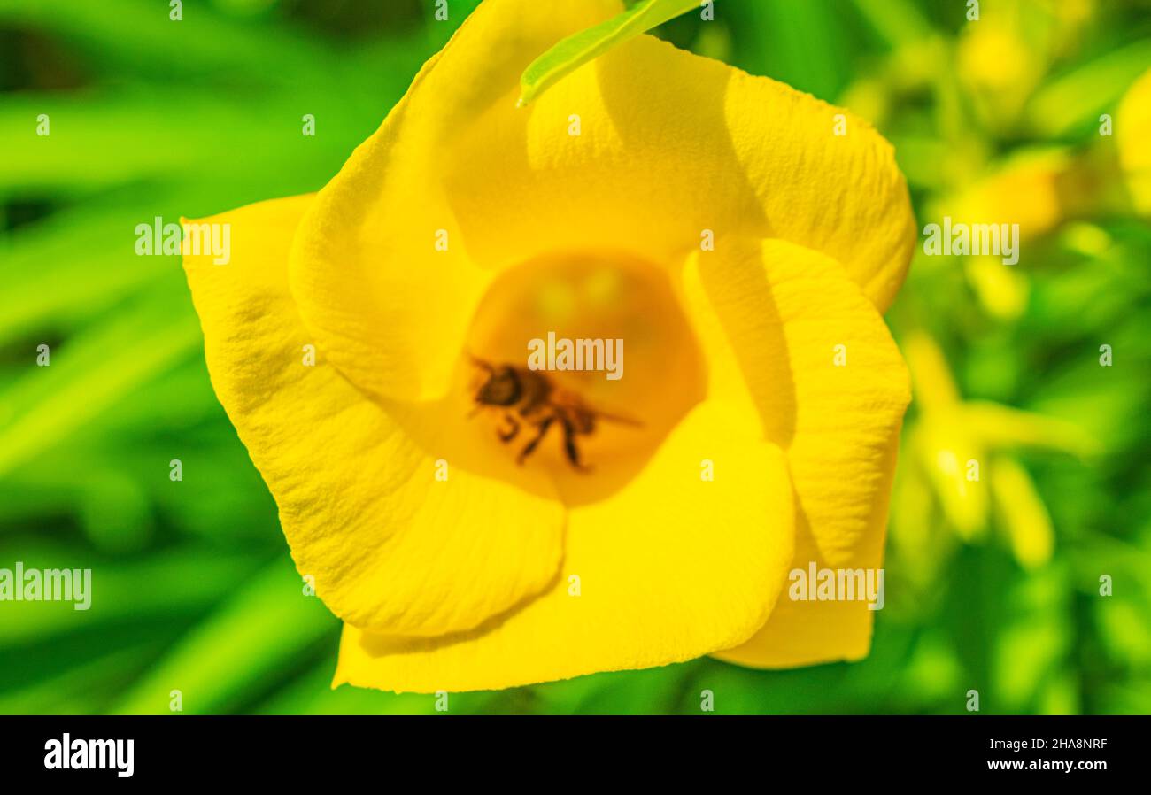 Honey bees fly and climb into the yellow Oleander flower on tree with ...