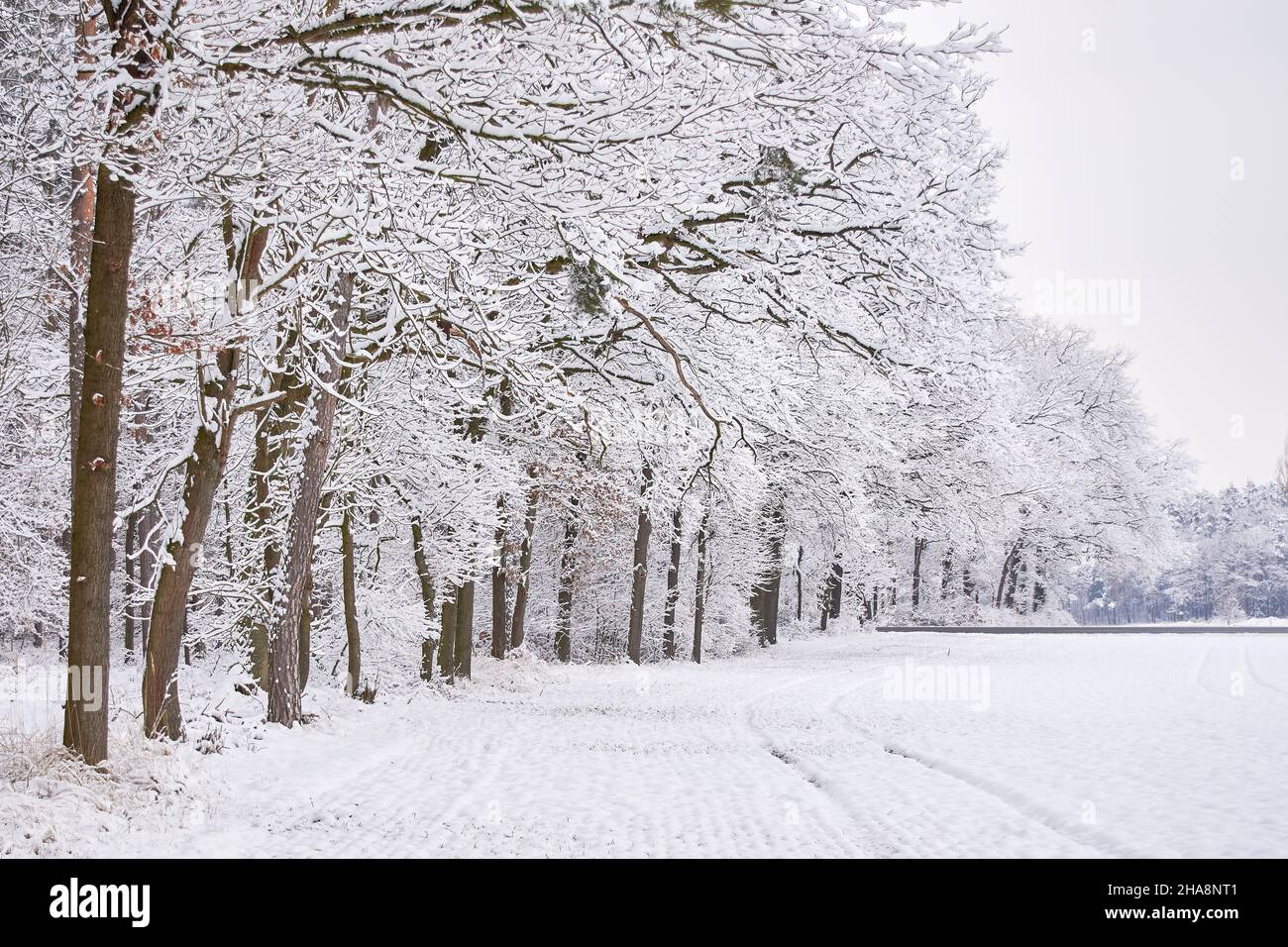 Beautiful Winter landscape, Trees and field covered with snow Stock ...
